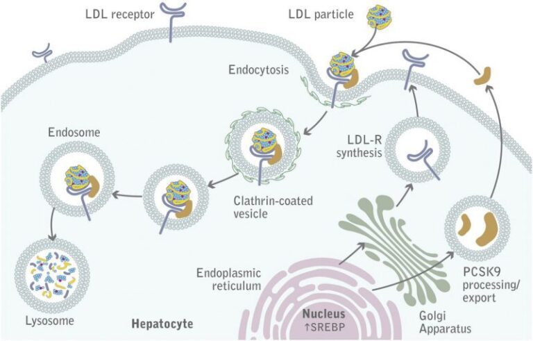 The Role of Gain of Function Mutations in Heart Disease | Surrey ...