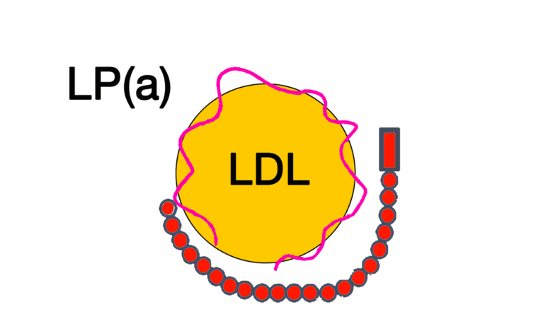What the heck is LP(a)? | Surrey Cardiovascular Clinic