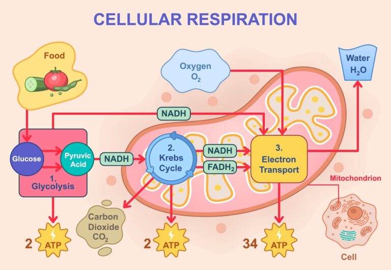 Mitochondria: The Tiny Engines Managing Your Energy — Until They Are ...